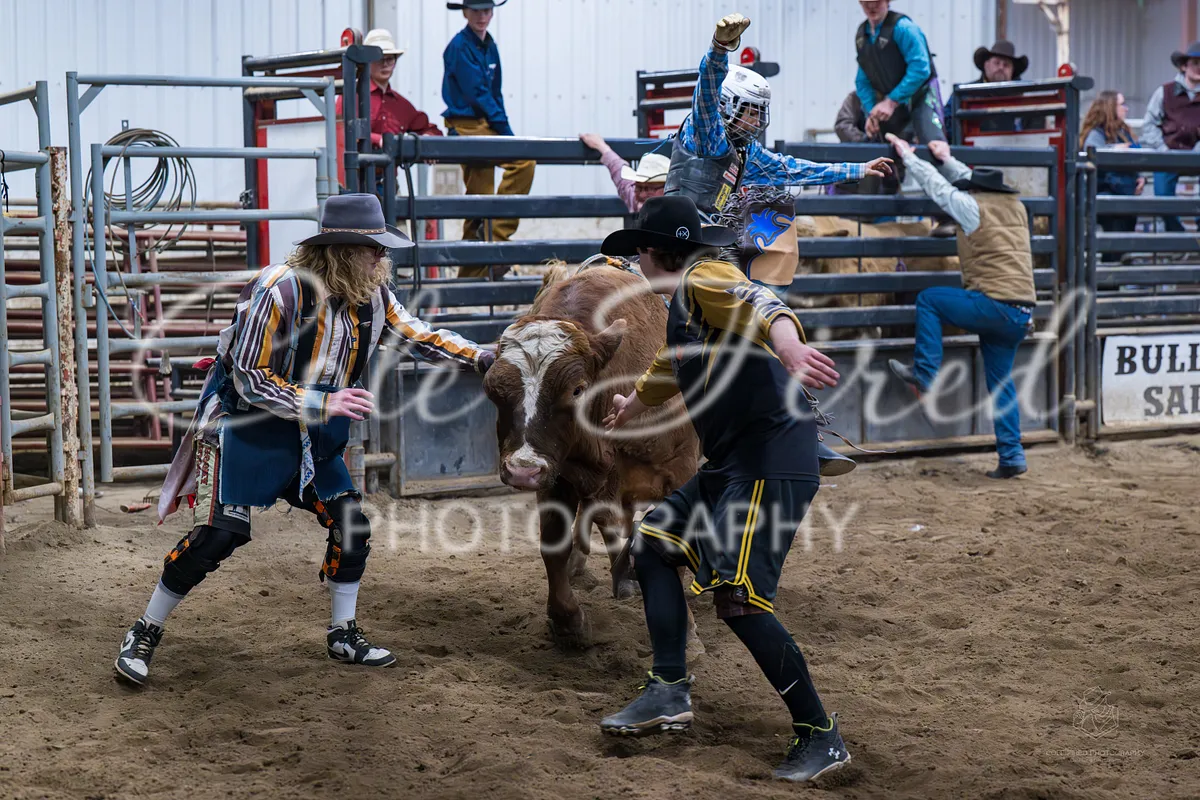 Jr Bull Riding Round 2 Image 8QQhb8UQ2Q4J8FQjhGLkgd