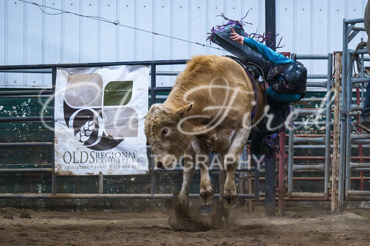 Jr Bull Riding Round 2 Image HEKKsYLHobAk4C3Zmja73F