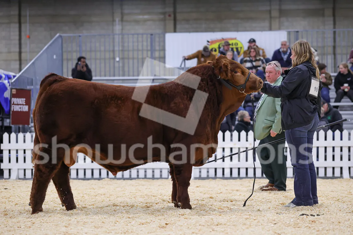 Bull Hot Shots Image 3K8kwfzqd2eXCPt7ox8Cyz