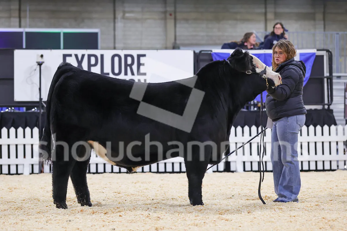 Bull Hot Shots Image 58QpFx2F5gcYkfuo4x8Mg1