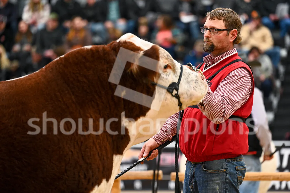 Bull Hot Shots Image 59REqhGBu8VNVPy6BrzcD9