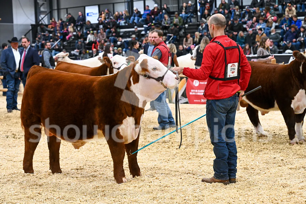 Bull Hot Shots Image 67DJXd9XX7BqGPWUuCJPay