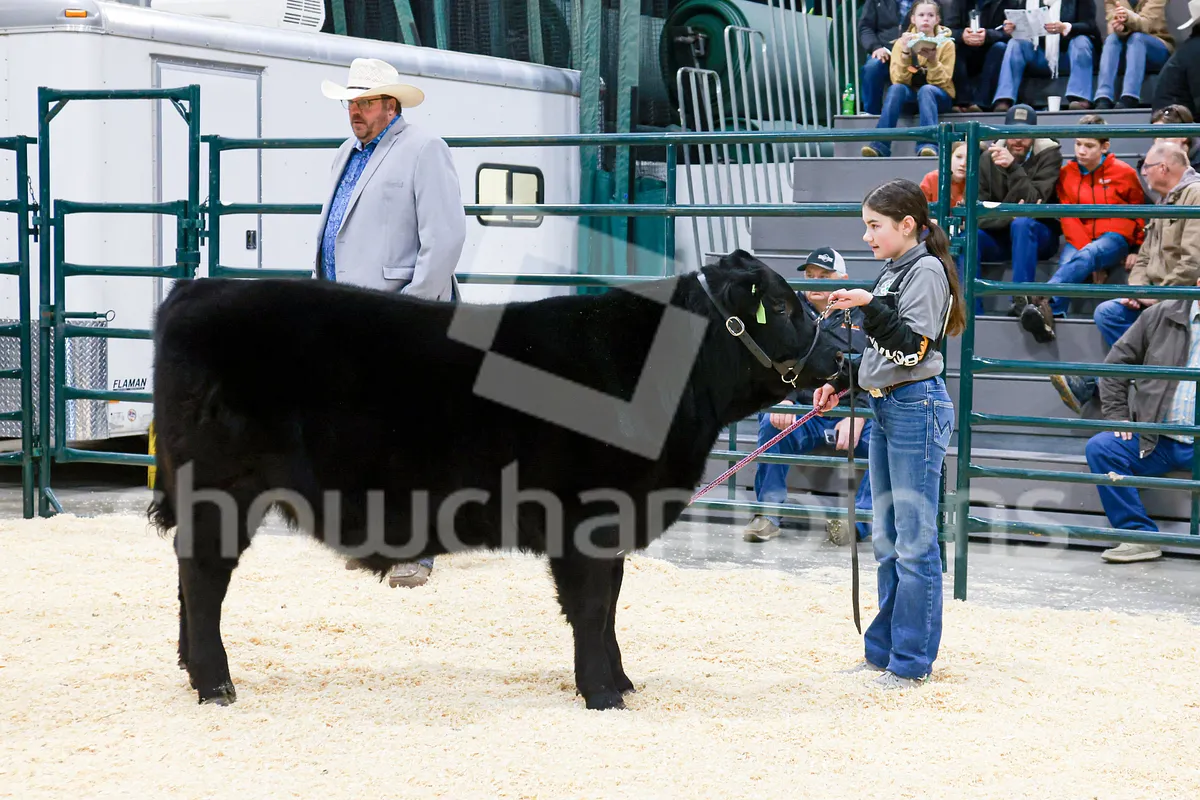 Heifer & Steer Shows Image 8QSiG857666JrAiP6suzDs