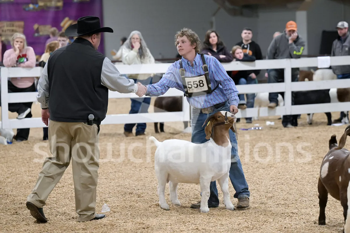 Breeding Boer Doe Show Image 8yYt87mkAMGRSJ9hJCCi5S
