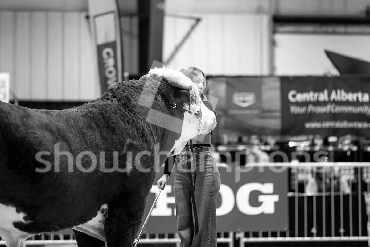 Bulls Image 9CuJ7SbPWQWdeqGshZ9TER