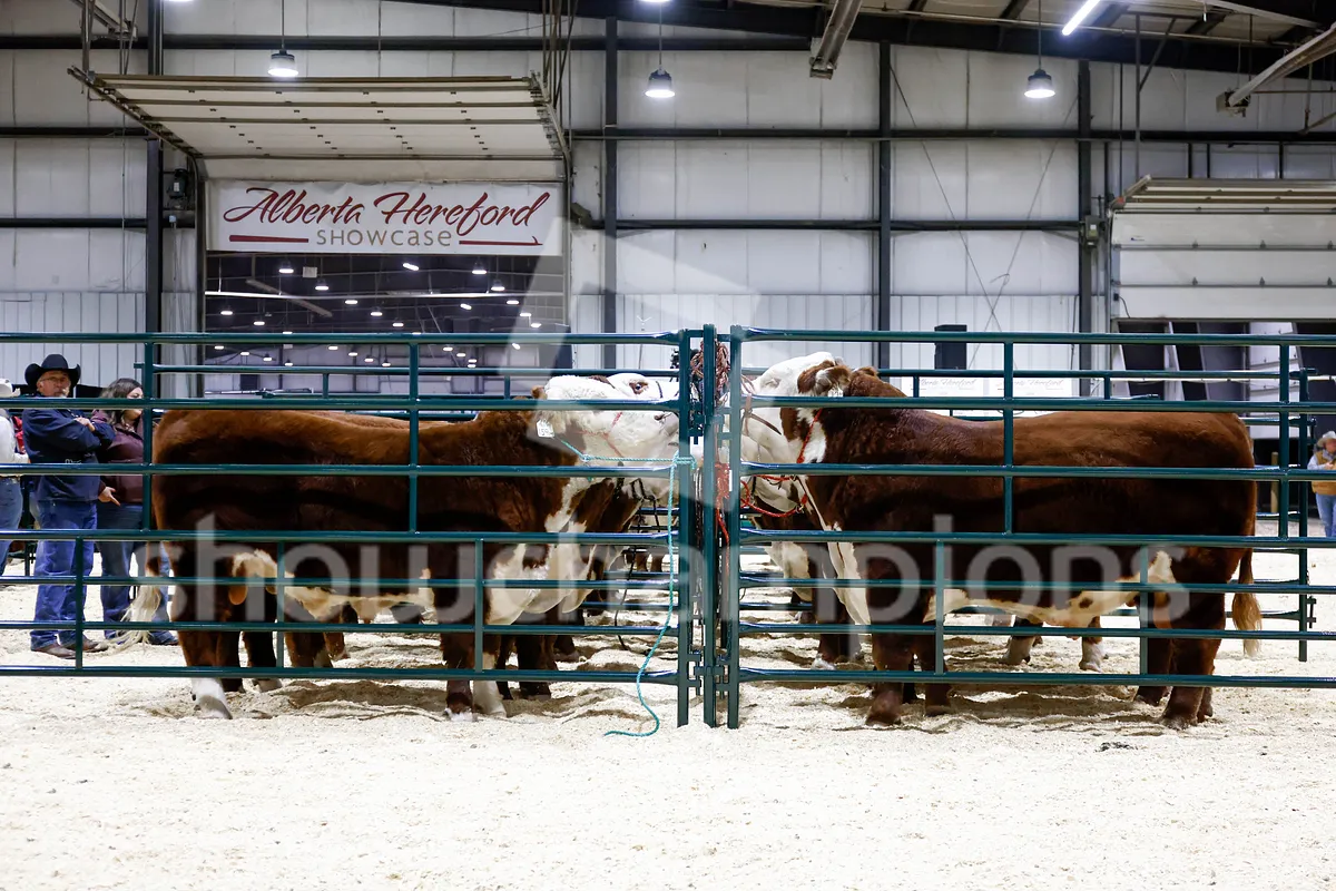Choice Cut Competition-Carcass Showdown Image ACVURQr3Ac9U6LgUh2TkMH