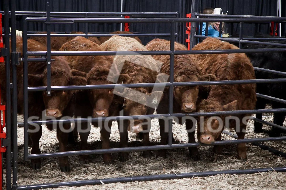 Commercial Cattle Show Image ATu6pKKdR3gDdEfjXFYwGa