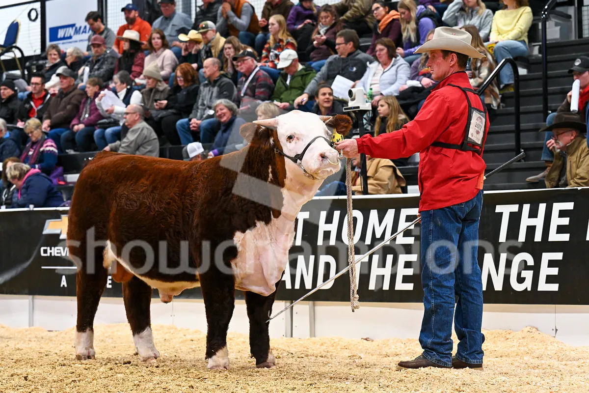 Bull Hot Shots Image BBH7q74nRdwci4eB9zY7Hz