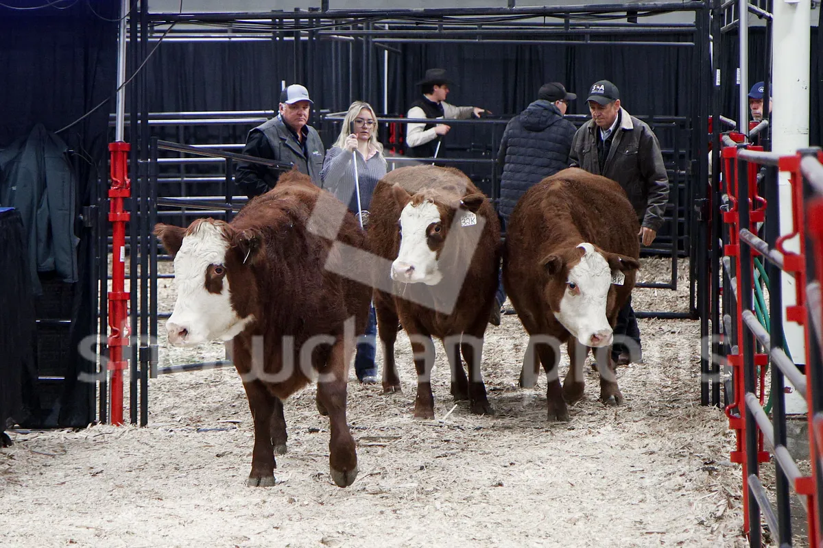 Commercial Cattle Show Image C8FGJMjUa6YHp8vXgfed8L