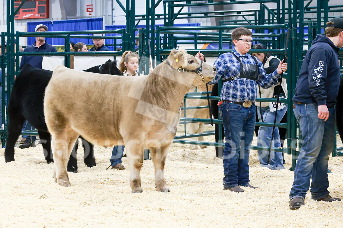 Heifer & Steer Shows Image DU1zybC1exTRSWAYDpY6Tm