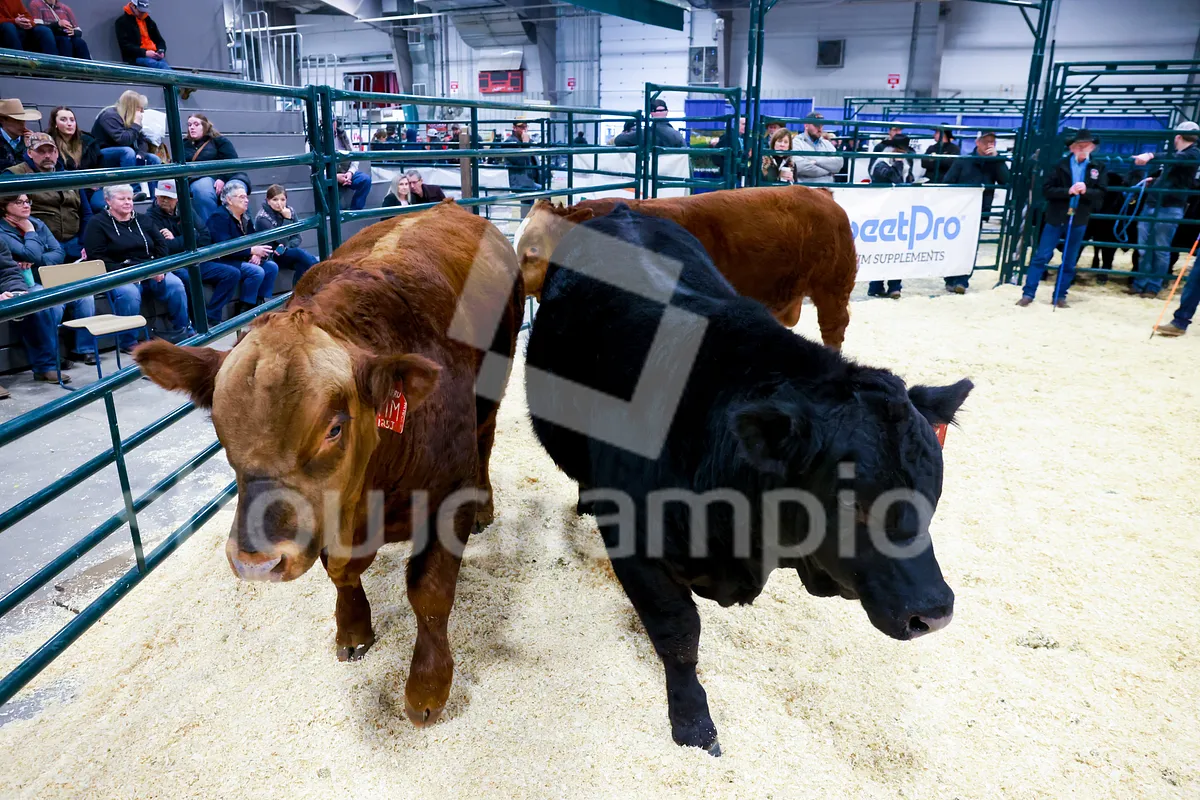 Purebred Bull Show Image EpH6v92Y7YmwKWojhbkQvo