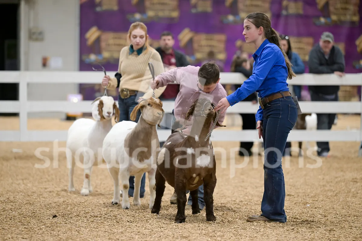Breeding Boer Doe Show Image FiJkaEwUKFdwh3Lk1AVH5G