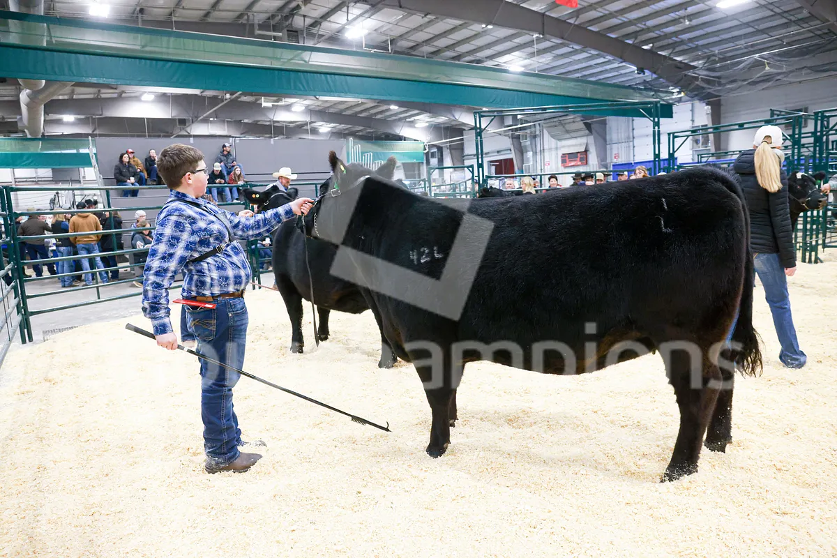 Heifer & Steer Shows Image GyedJD3W5Xj9skSxMnHyur