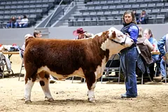Beef Breeding Bull Show