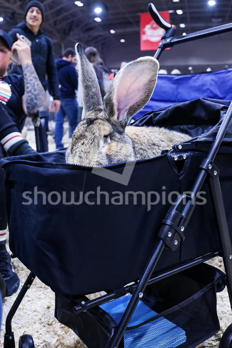 Rabbit & Cavy Image KtM2Y1thyUcZzKDFAcwJKa