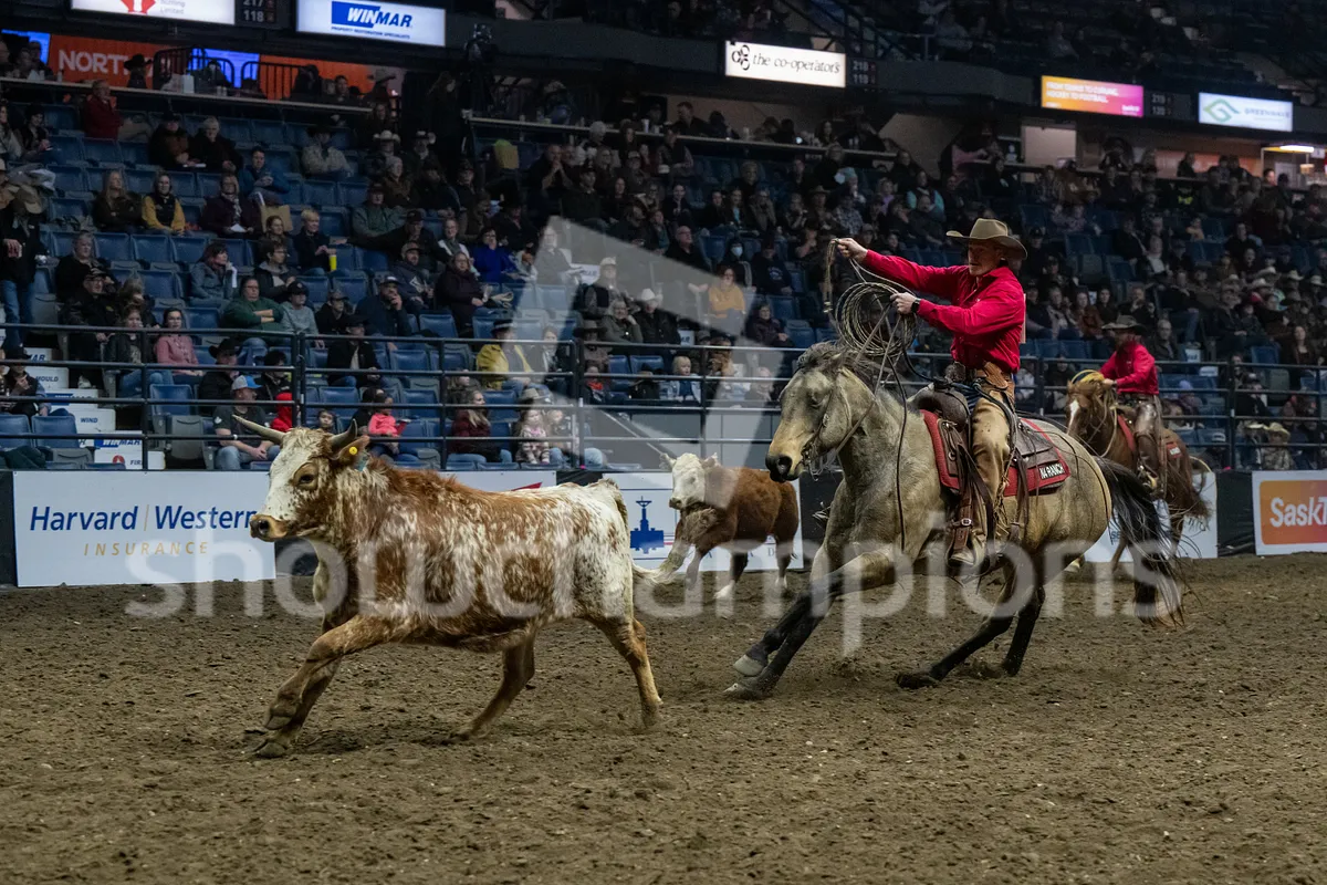 Stray Gathering Image Lp2LqTbinEcyLH4sjQd79C