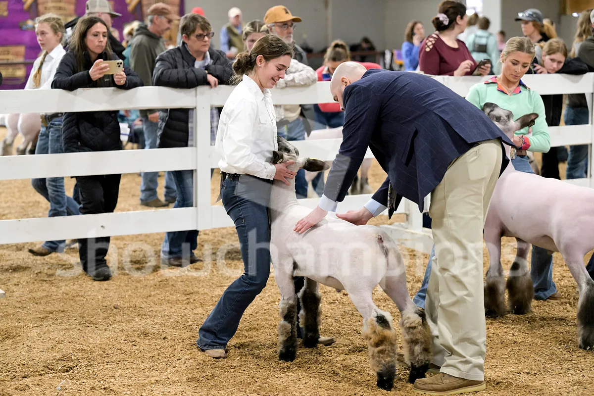 Lamb Showmanship Image LsuTShjbwXUEpzSW93Hw69