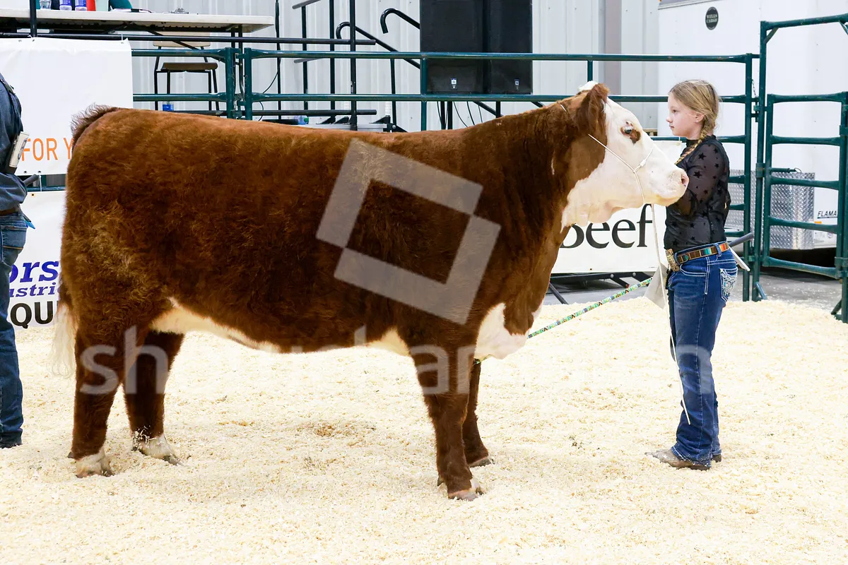 Heifer & Steer Shows Image MmCNqNiWKgsHoTdoAKXS4V