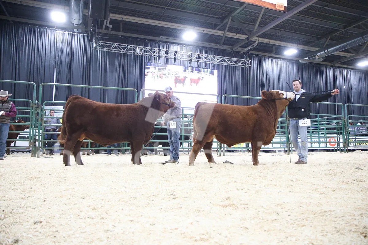 Bull Pen Show Image Mmd8JRCmN2LwL7nVeNHkXa