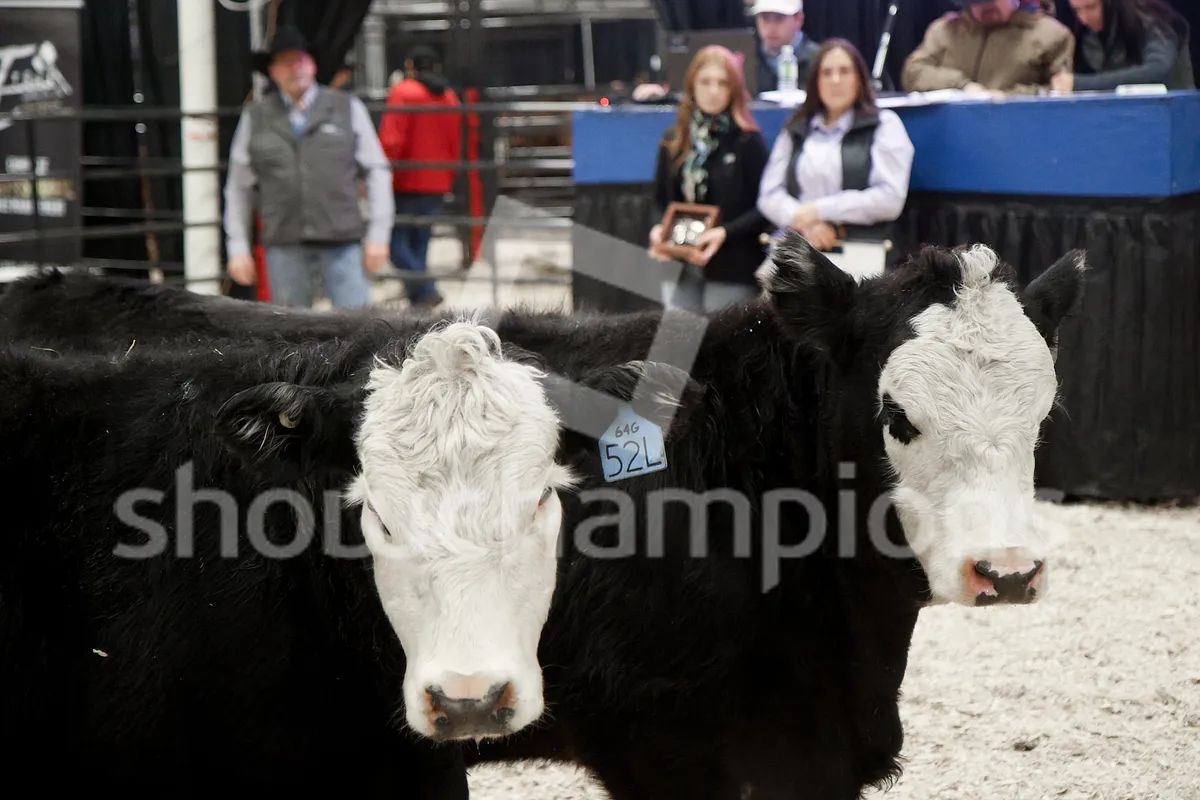 Commercial Cattle Show Image NFc7N3Kq5fdeBiP9oPJsQs
