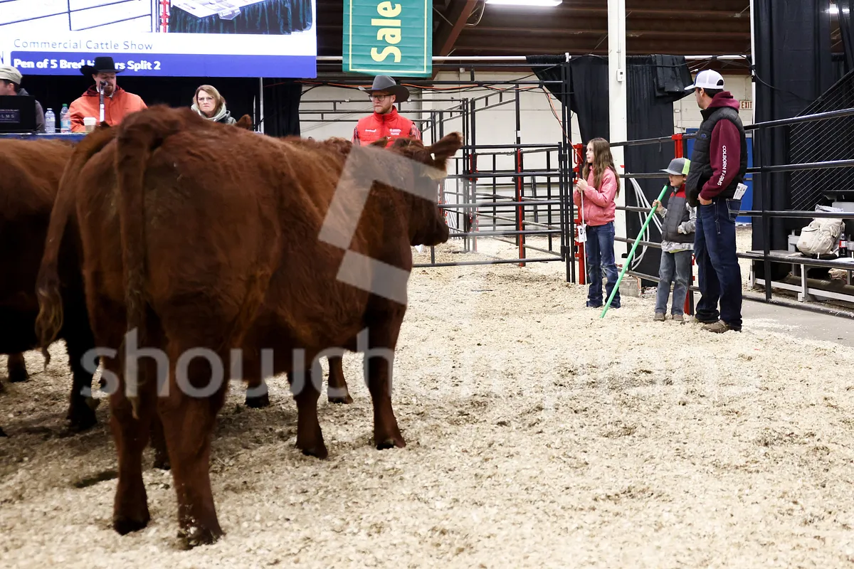 Commercial Cattle Show Image NZDH925oBXPa1njQS8ThM7