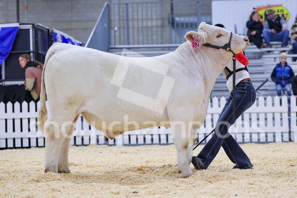Bull Hot Shots Image PxwMp2VwAFniWH275FUjdL
