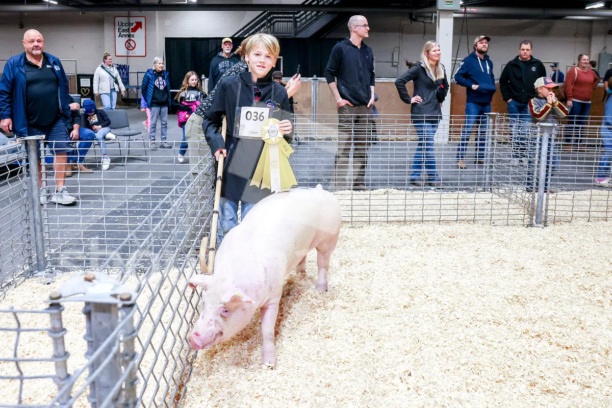 Ontario Junior Swine Show Image T8wBXFzi5coXm4HHV8wZmX