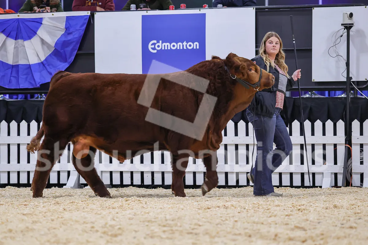 Bull Hot Shots Image UJHjT3TXXVbRWoFKhYbN5e
