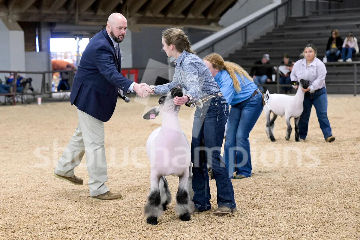 Lamb Showmanship Image UQ22FBkK36ffXVNYsSkTff