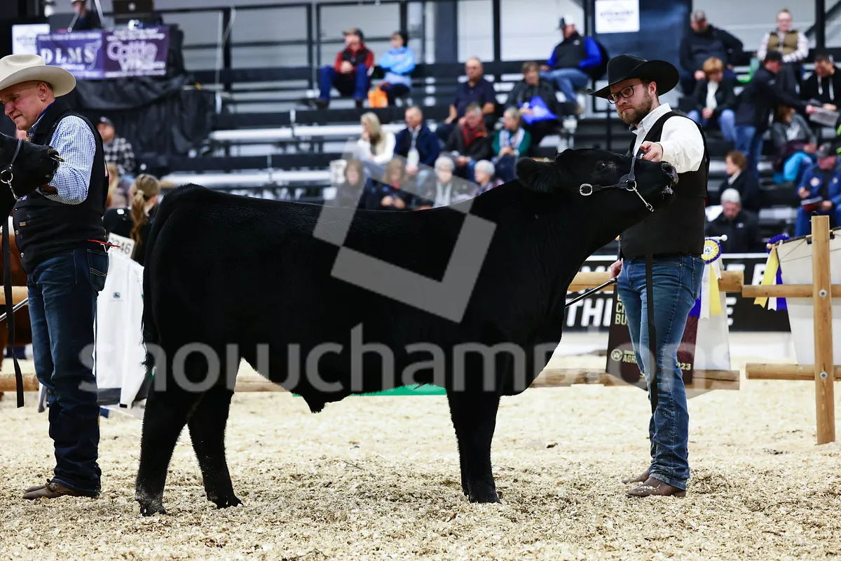 Bulls Image UnAZyNqw3kNMJxdmzjo7TQ