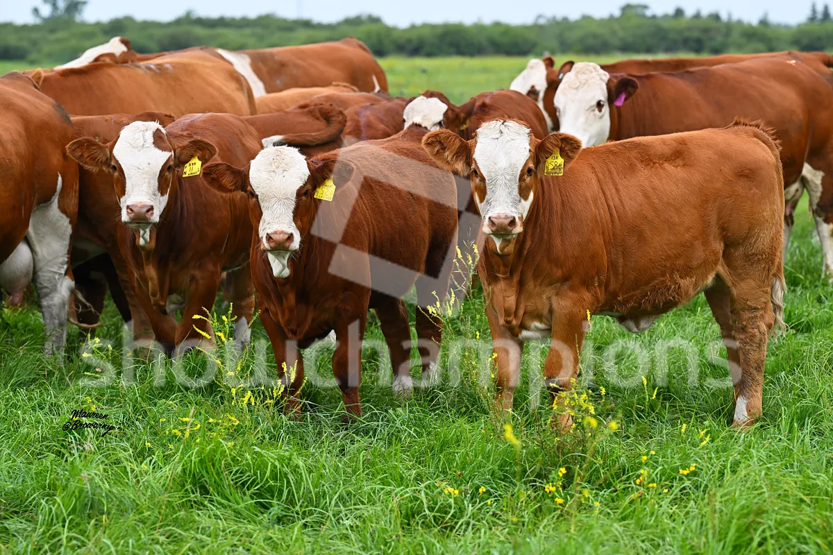 Rich Mc Farms Ltd - Simmental Cattle Image VAKfikDbBWDXLpvr9L49sA