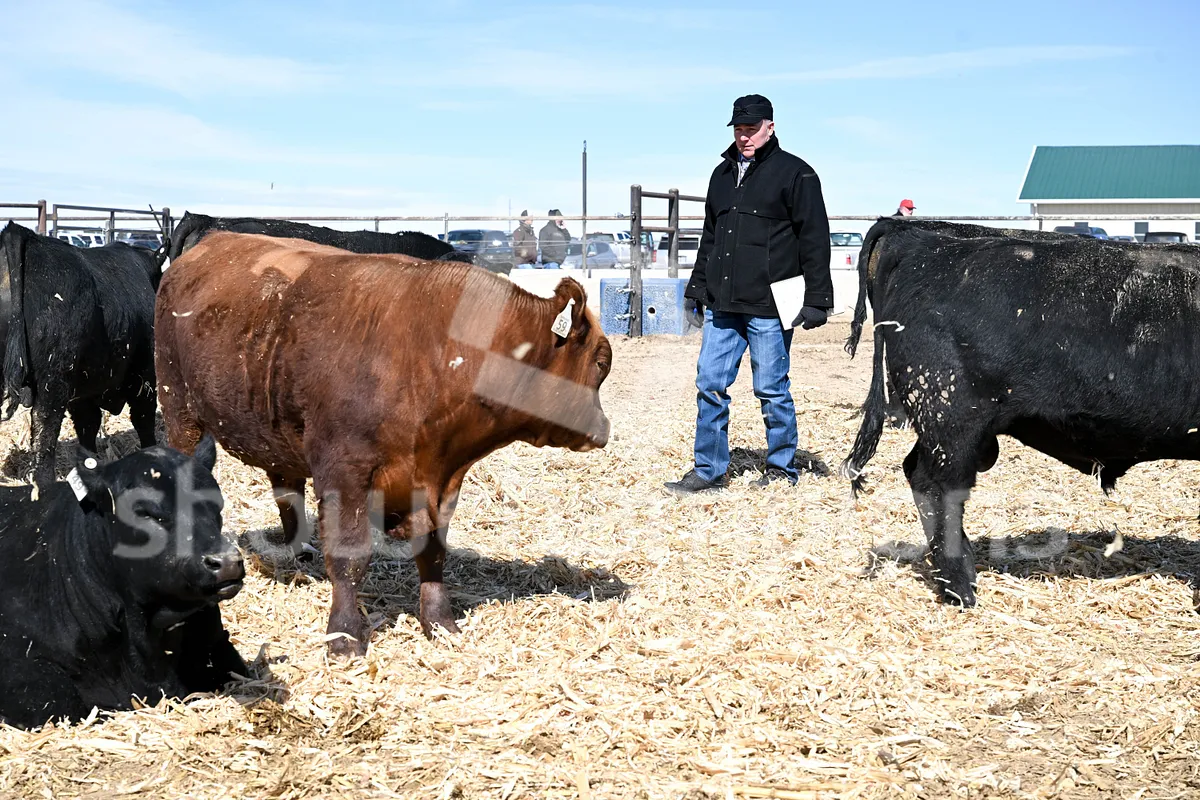 Leachman Cattle Co Annual Bull Sale Image WWjtgp3VNEG6ZVEr6zu8Bt