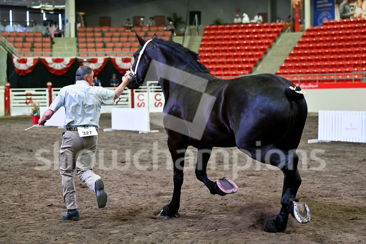 All Breeds Best In Show & Supreme Team Image uUxaQ3VJcskkvA4RNP4Ue